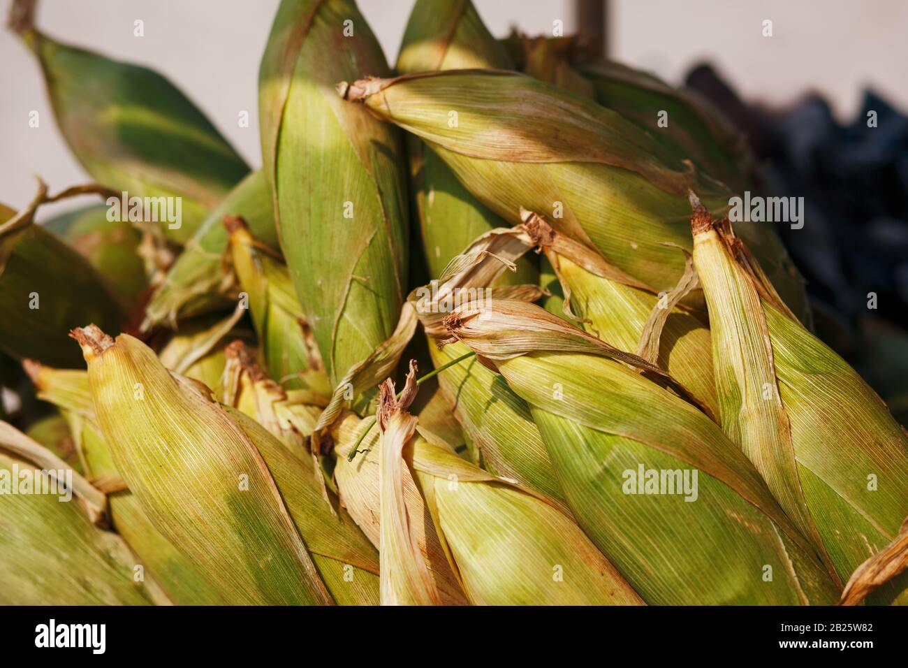 Many corn cobs in the cart. Rows of corn in the shell, lay in piles ...