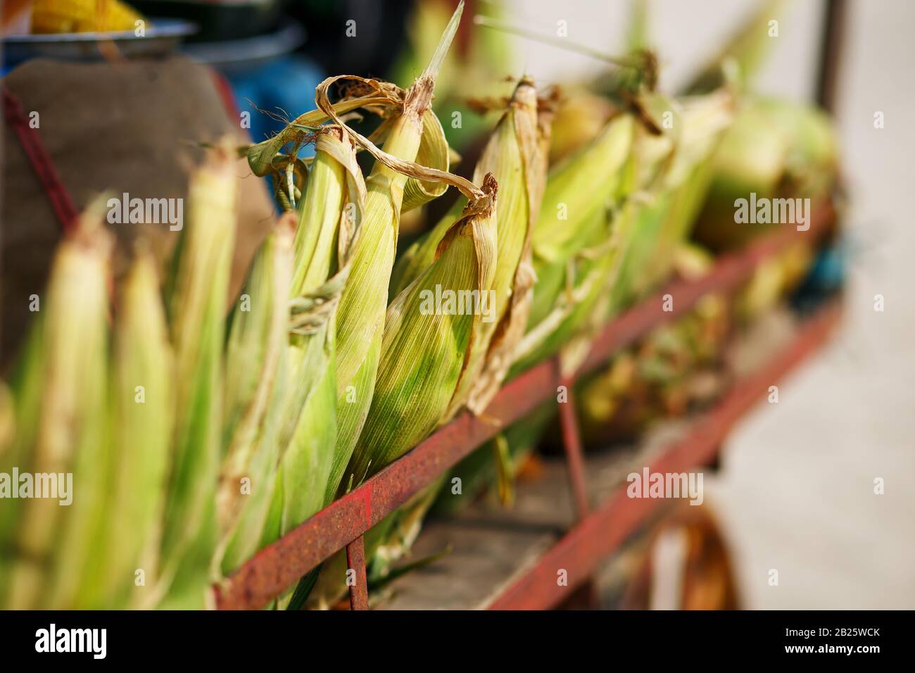 Many corn cobs in the cart. Rows of corn in the shell, lay in piles ...