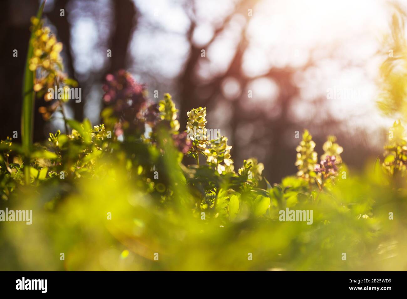 Beautiful woodland landscapes. Spring flowers In the forest Stock Photo ...