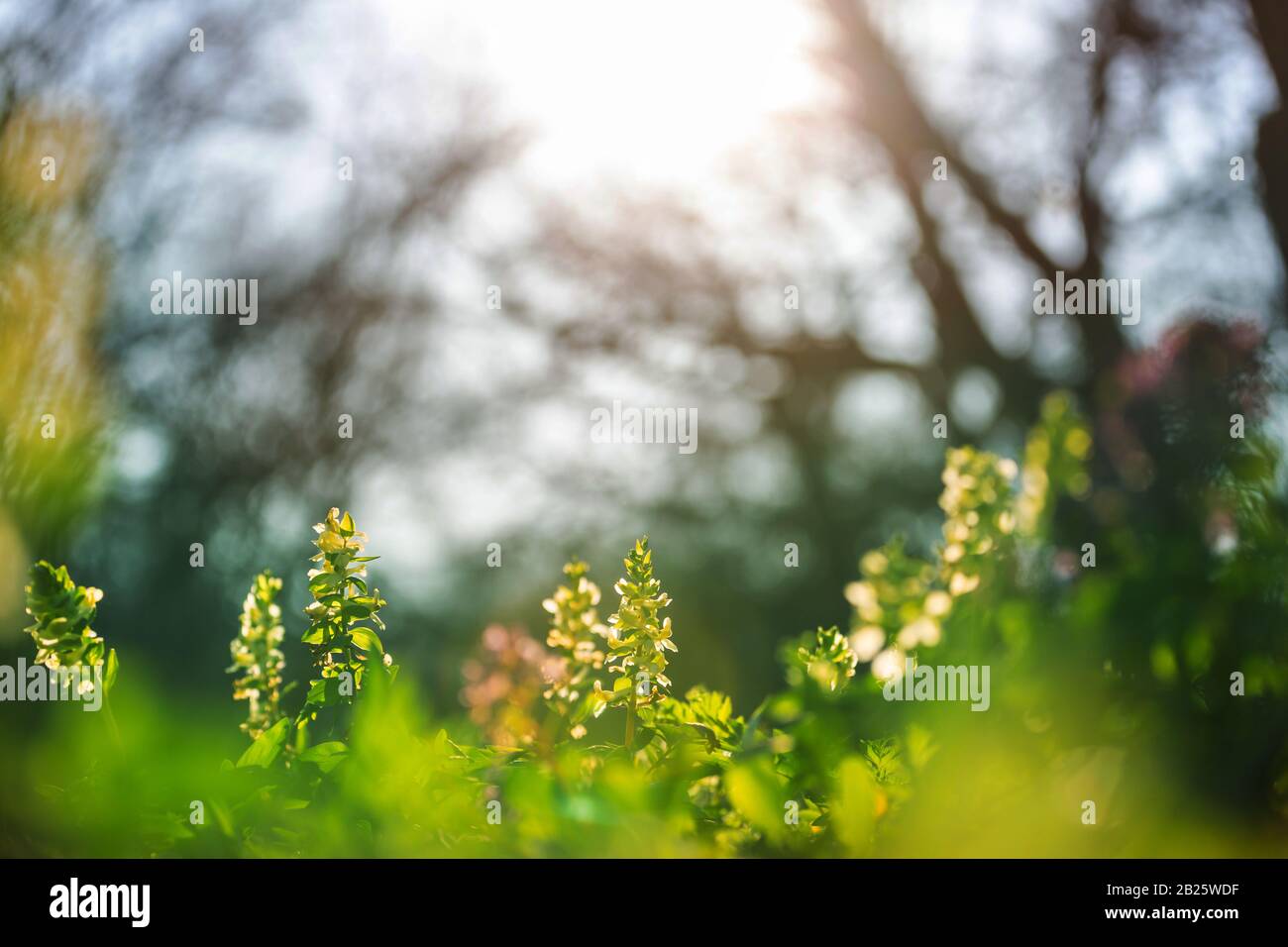 Beautiful woodland landscapes. Spring flowers In the forest Stock Photo ...