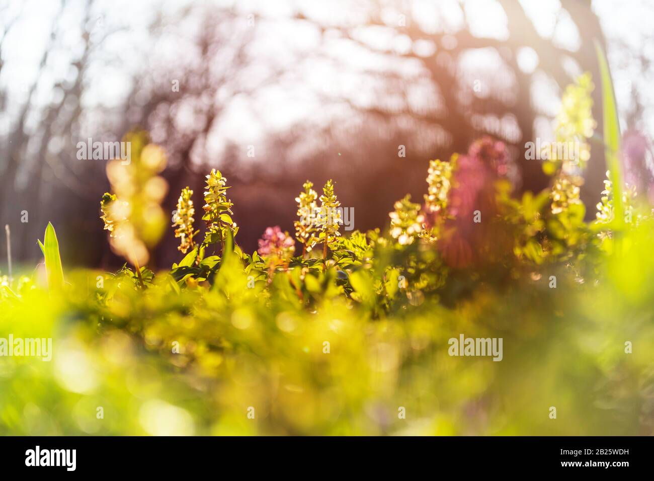 Beautiful woodland landscapes. Spring flowers In the forest Stock Photo ...