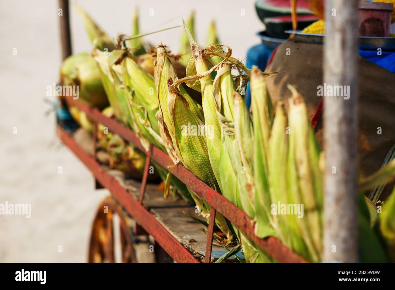 Many corn cobs in the cart. Rows of corn in the shell, lay in piles ...