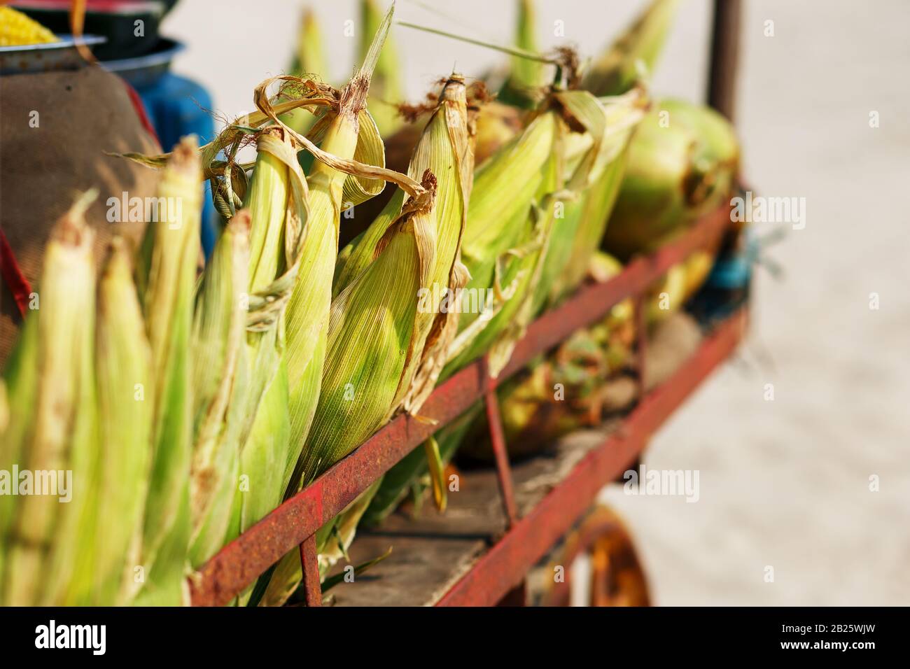 Many corn cobs in the cart. Rows of corn in the shell, lay in piles ...