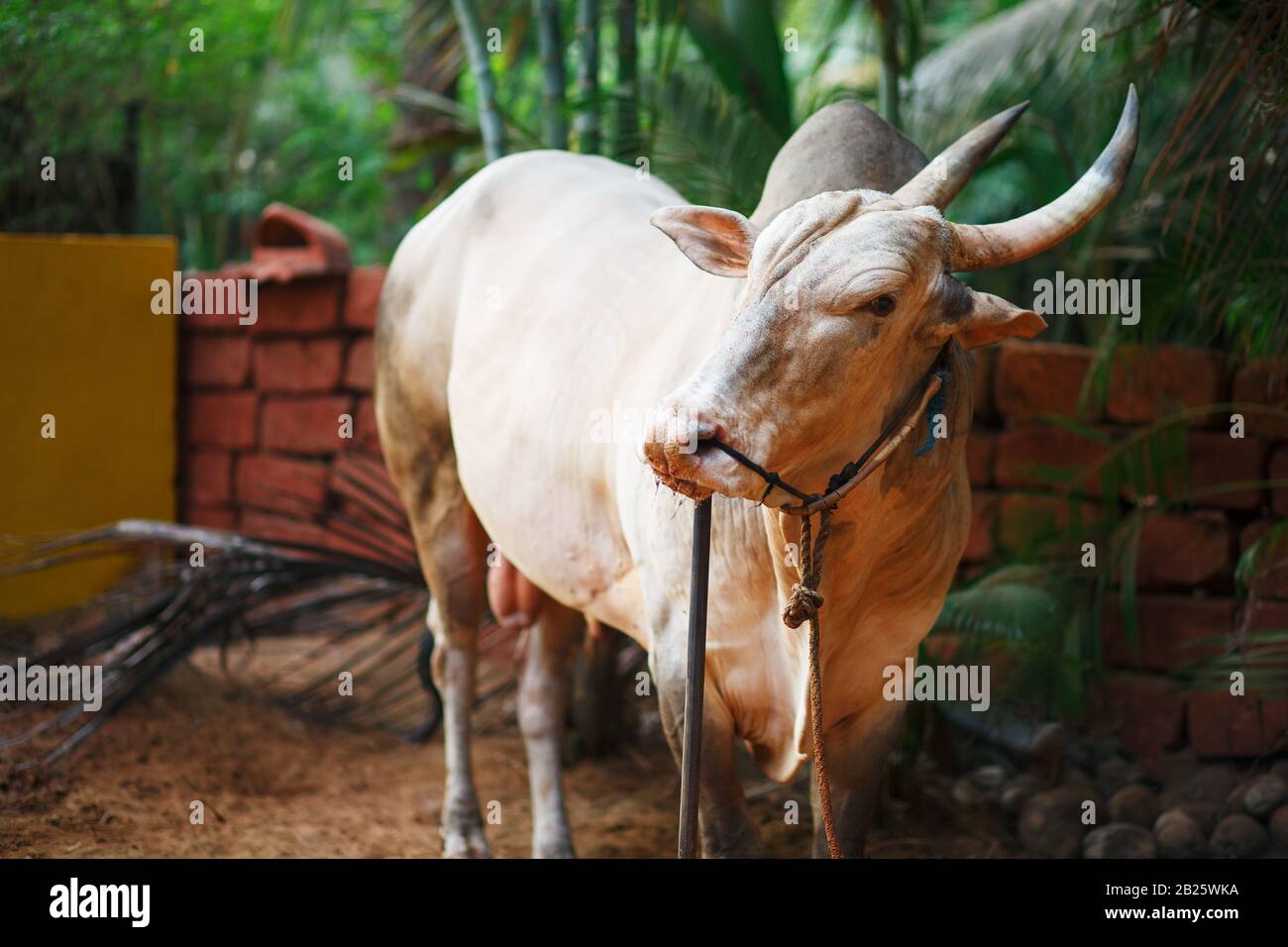 Gray beautiful sacred bull Zebu, subspecies of wild, big bull in India ...