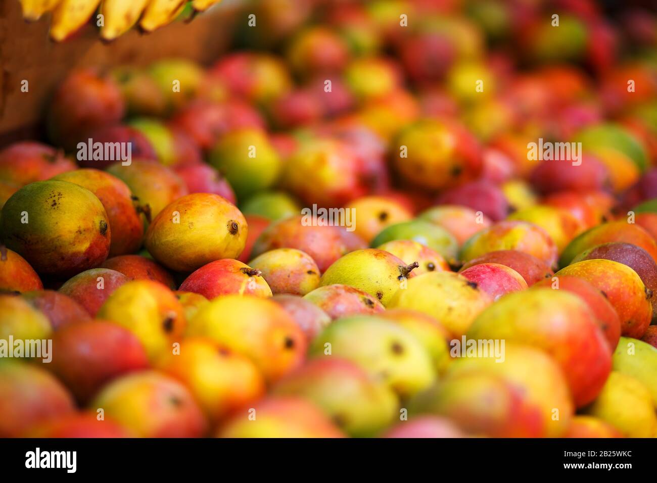 Rows of ripe mangoes in close-up yellow-red color, lie on the market ...