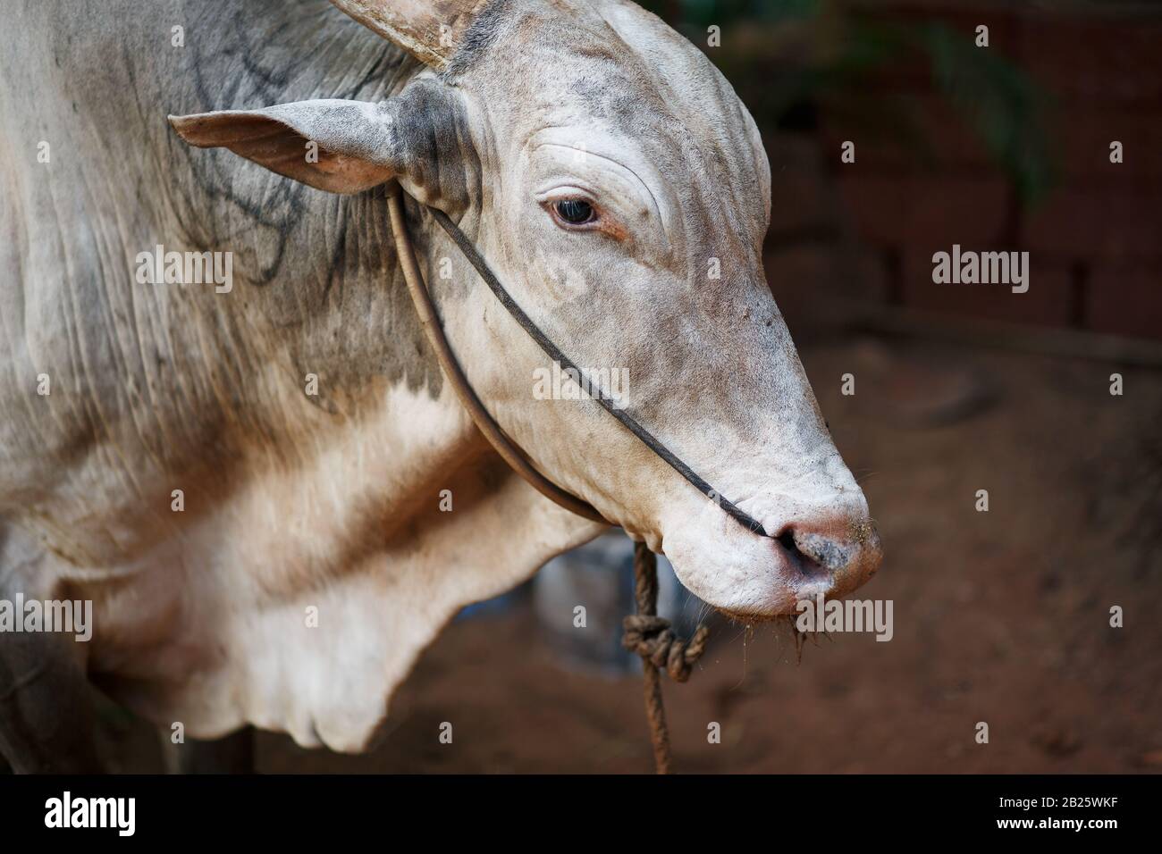 White zebu cows hi-res stock photography and images - Alamy