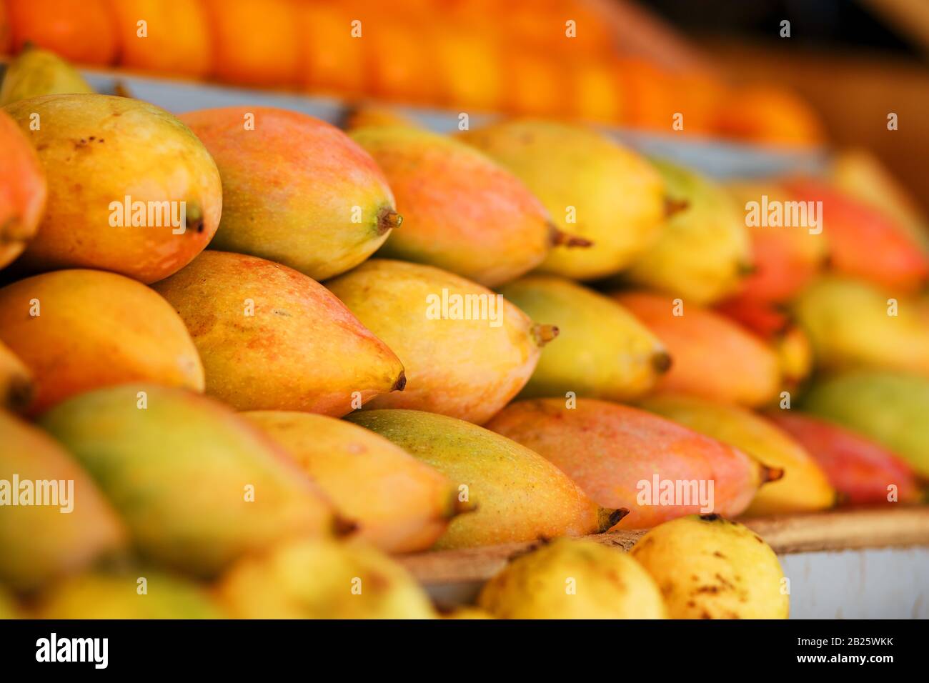 Rows of ripe mangoes in close-up yellow-red color, lie on the market ...
