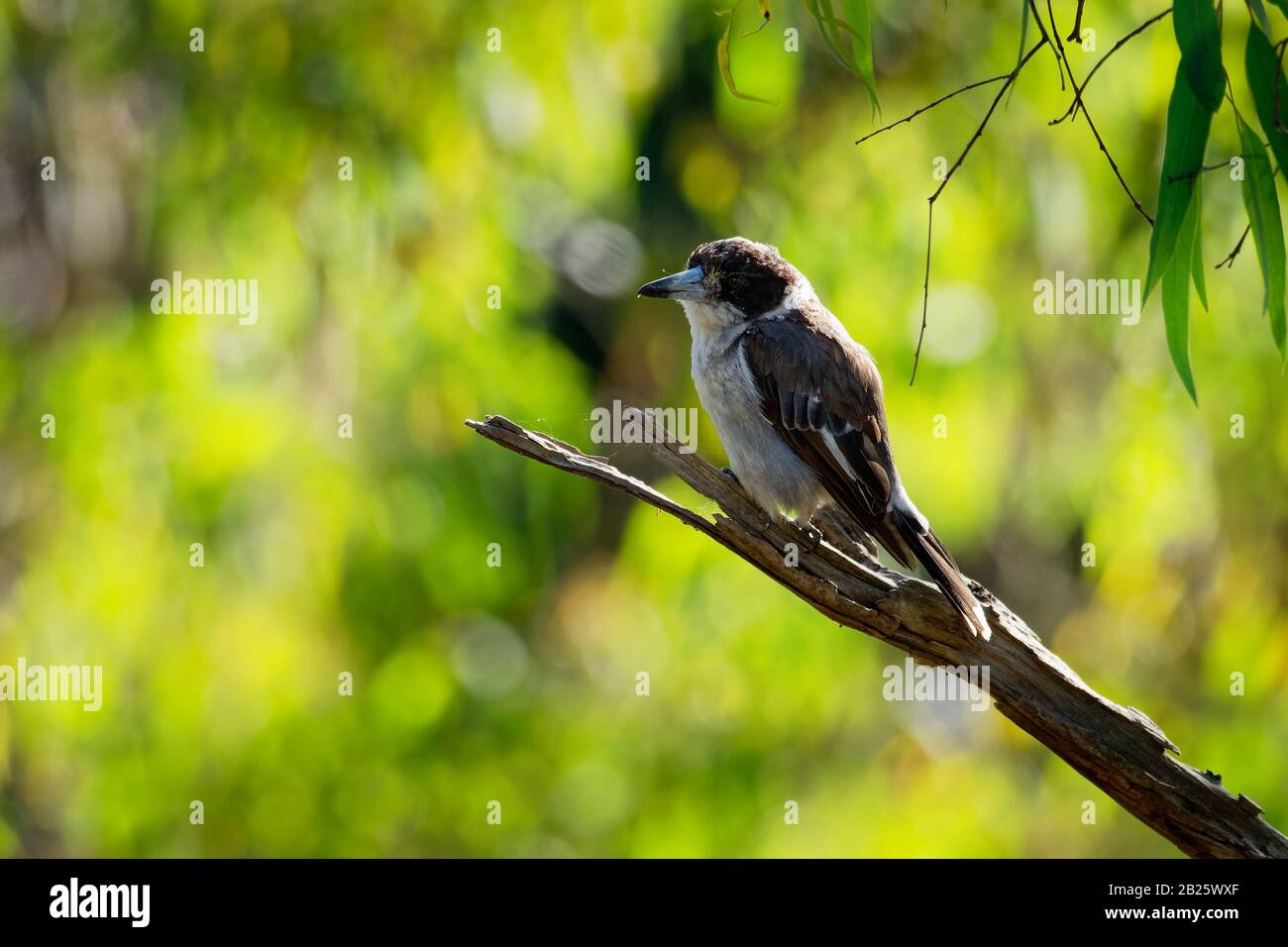 Grey butcherbird - Cracticus torquatus is a widely distributed species ...