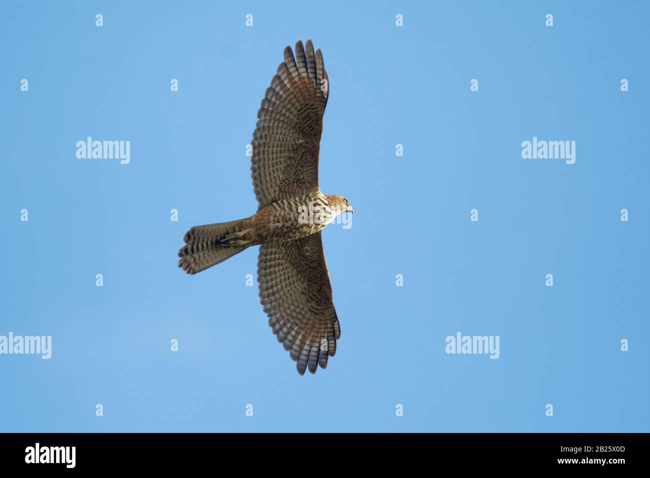 Australian goshawk hi-res stock photography and images - Alamy