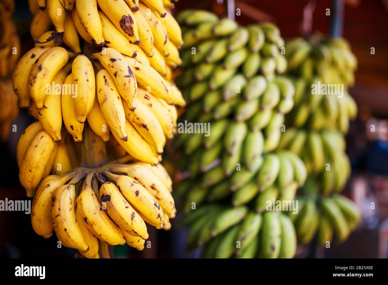 A large bundle of yellow and green bananas on a branch in a bundle ...