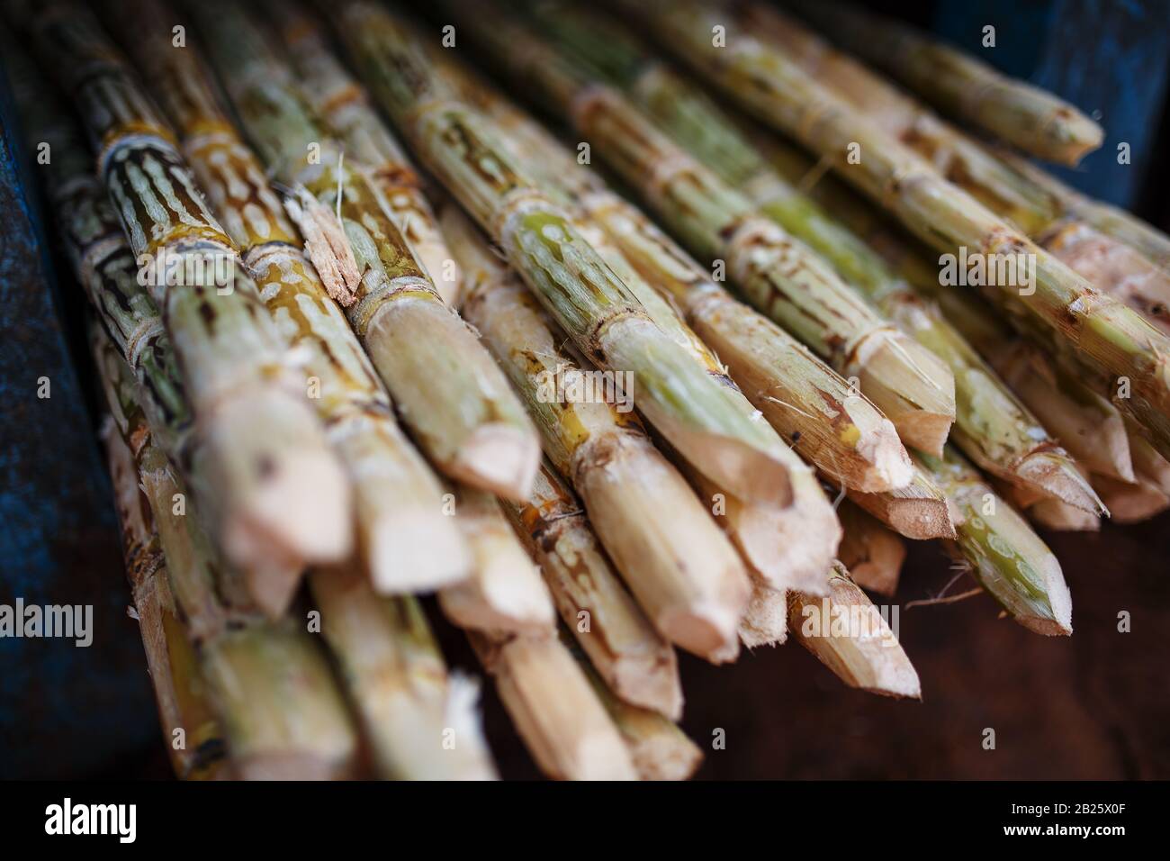 Sugar cane is a large pile before squeezing a sugar drink. Stack of ...