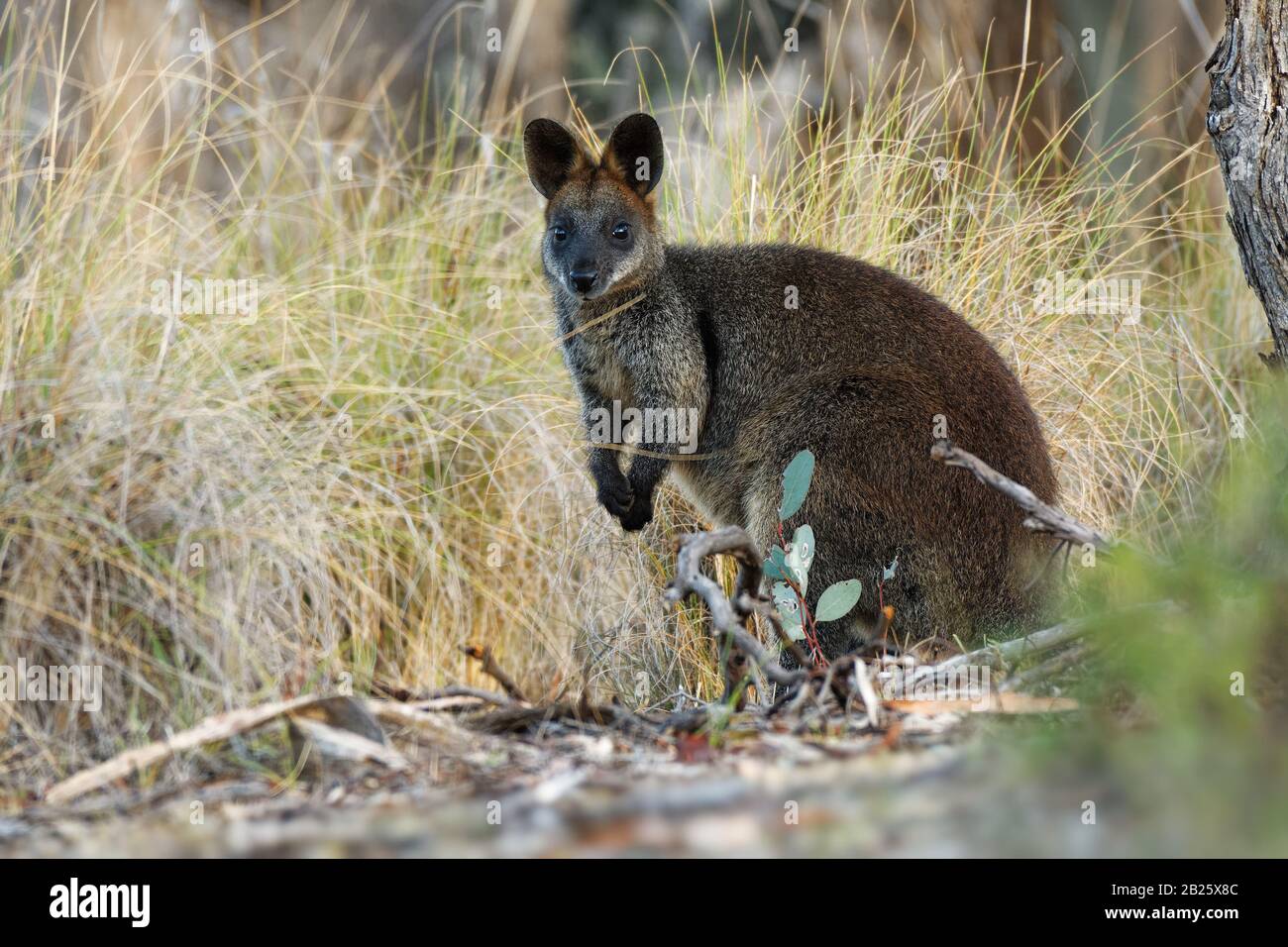 Victoria endangered animals australia hi-res stock photography and ...