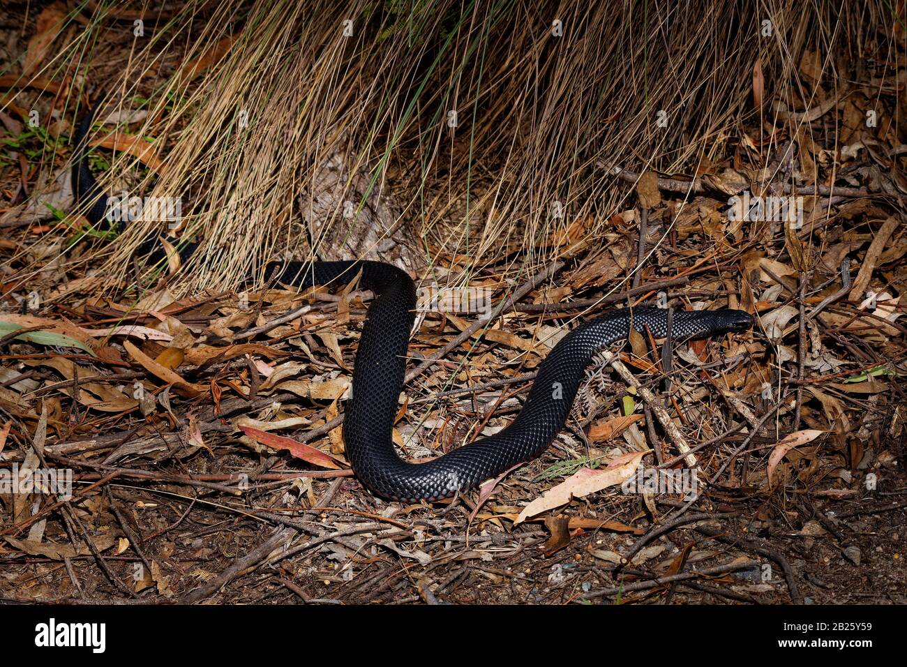Red-bellied Black Snake - Pseudechis porphyriacus species of elapid ...