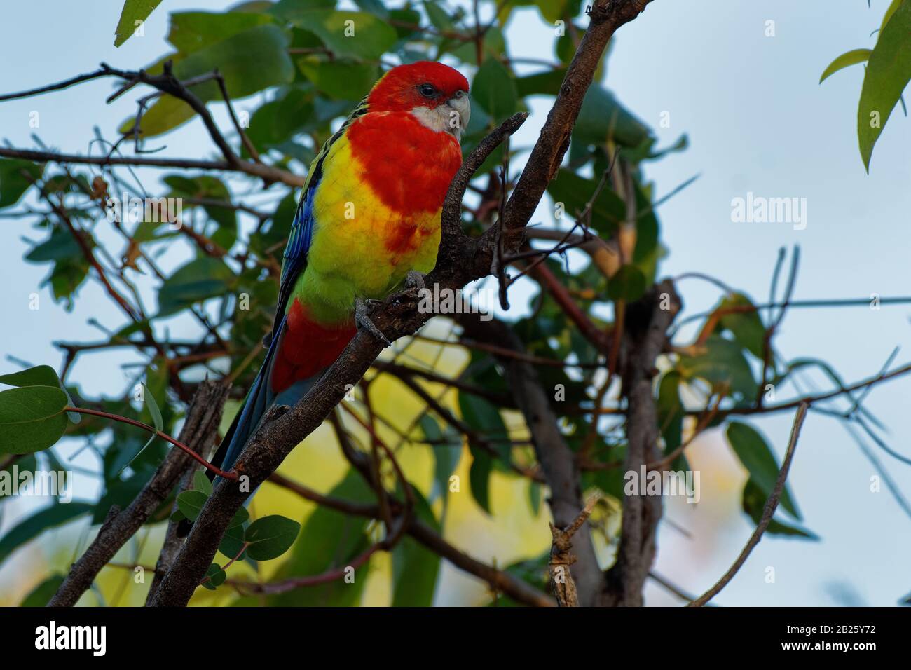 Eastern rosella - Platycercus eximius is a rosella native to southeast ...