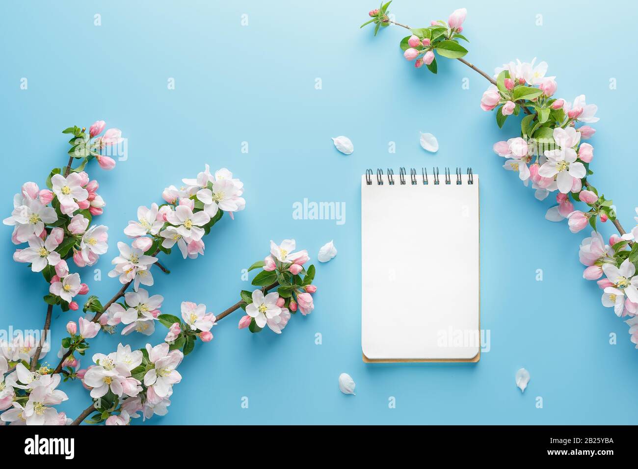 Blooming spring sakura on a blue background with notepad space for a ...