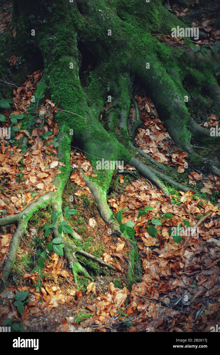 Old tree roots hi-res stock photography and images - Alamy