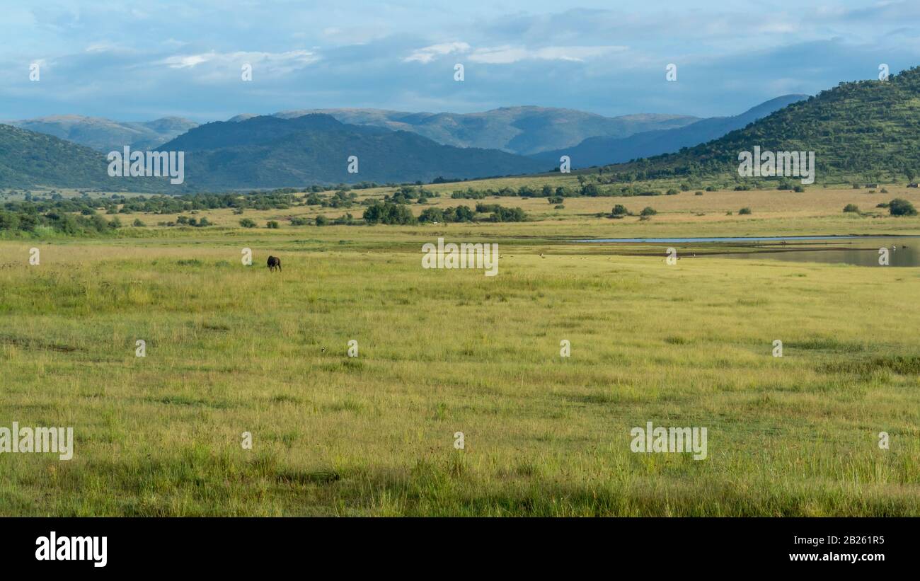 South africas national park hi-res stock photography and images - Alamy