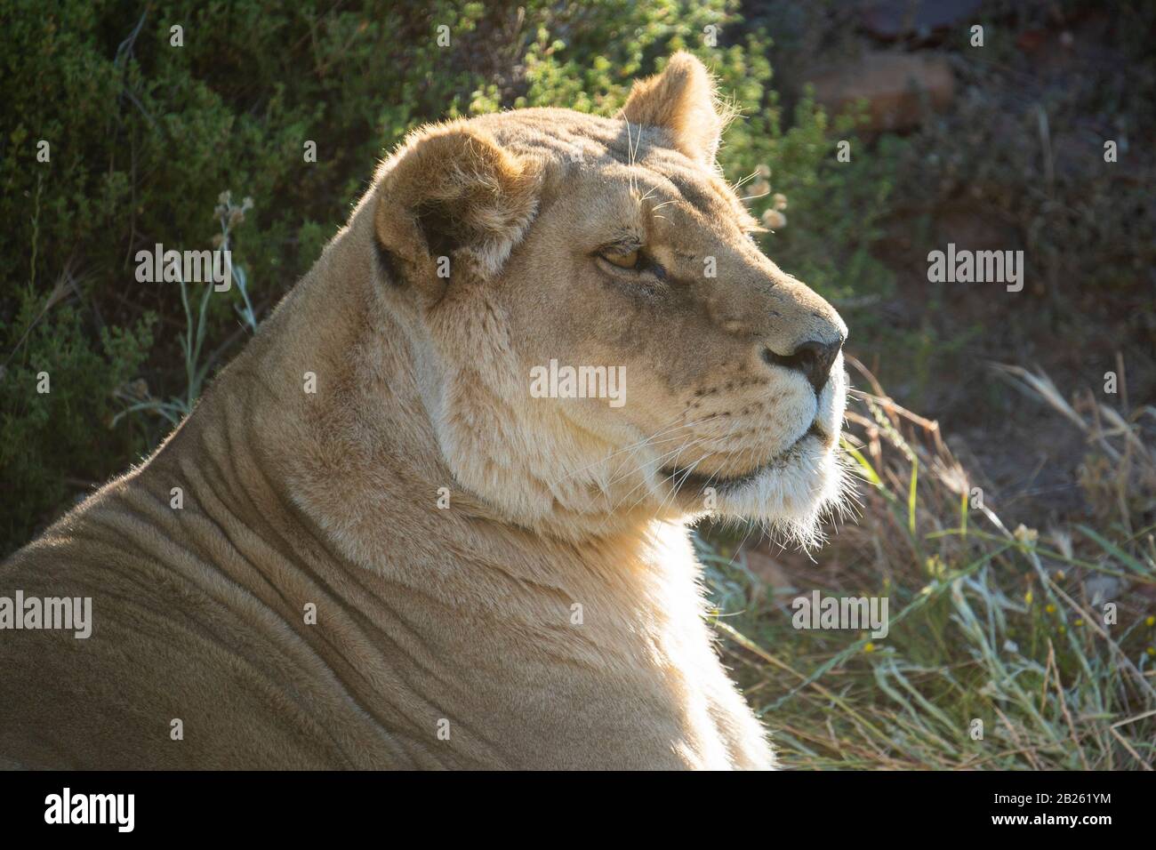 Private animal hi-res stock photography and images - Alamy