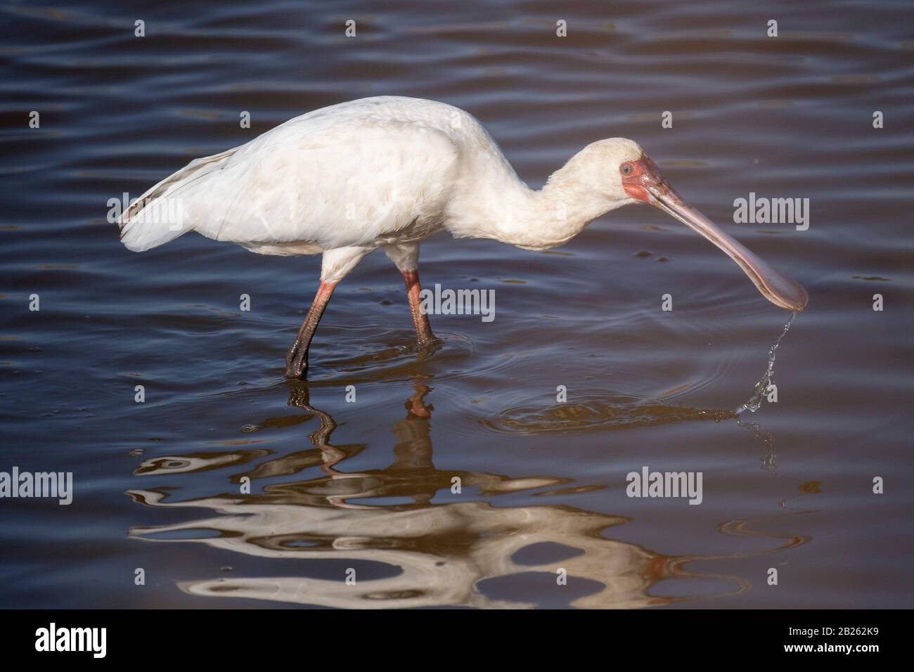 African spoonbill, Platalea alba, Mabula Game Reserve, South Africa ...
