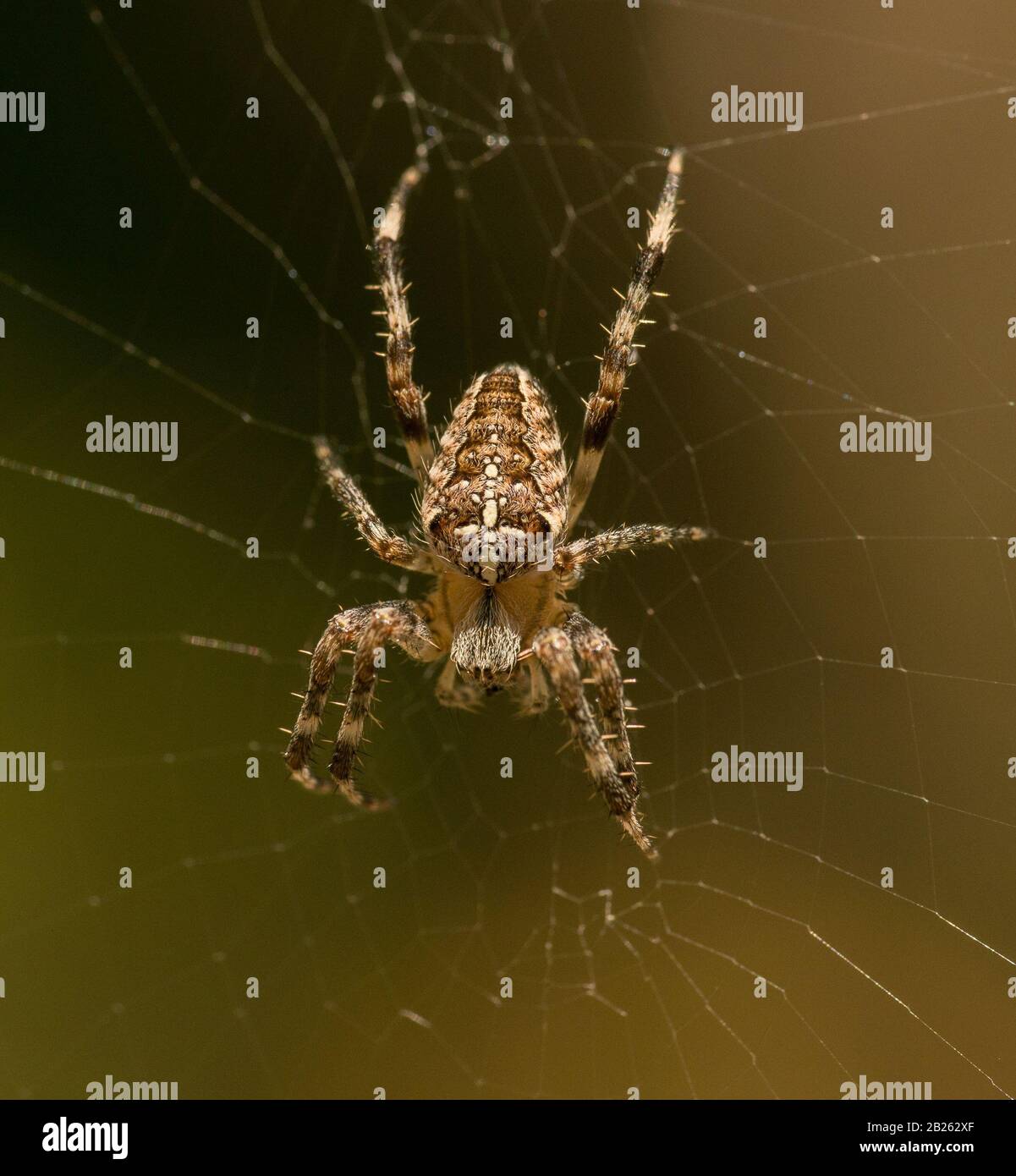crusader spider in the middle of its web, wild Stock Photo - Alamy