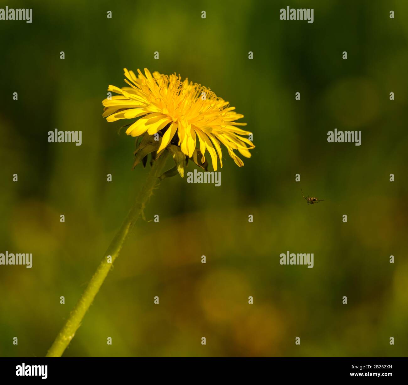 Dandelion flower small spider hi-res stock photography and images - Alamy
