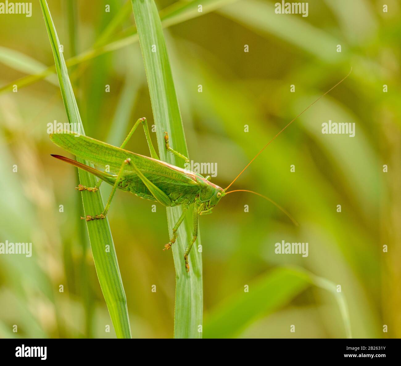 big green grasshopper female crawling on grass, wild Stock Photo - Alamy