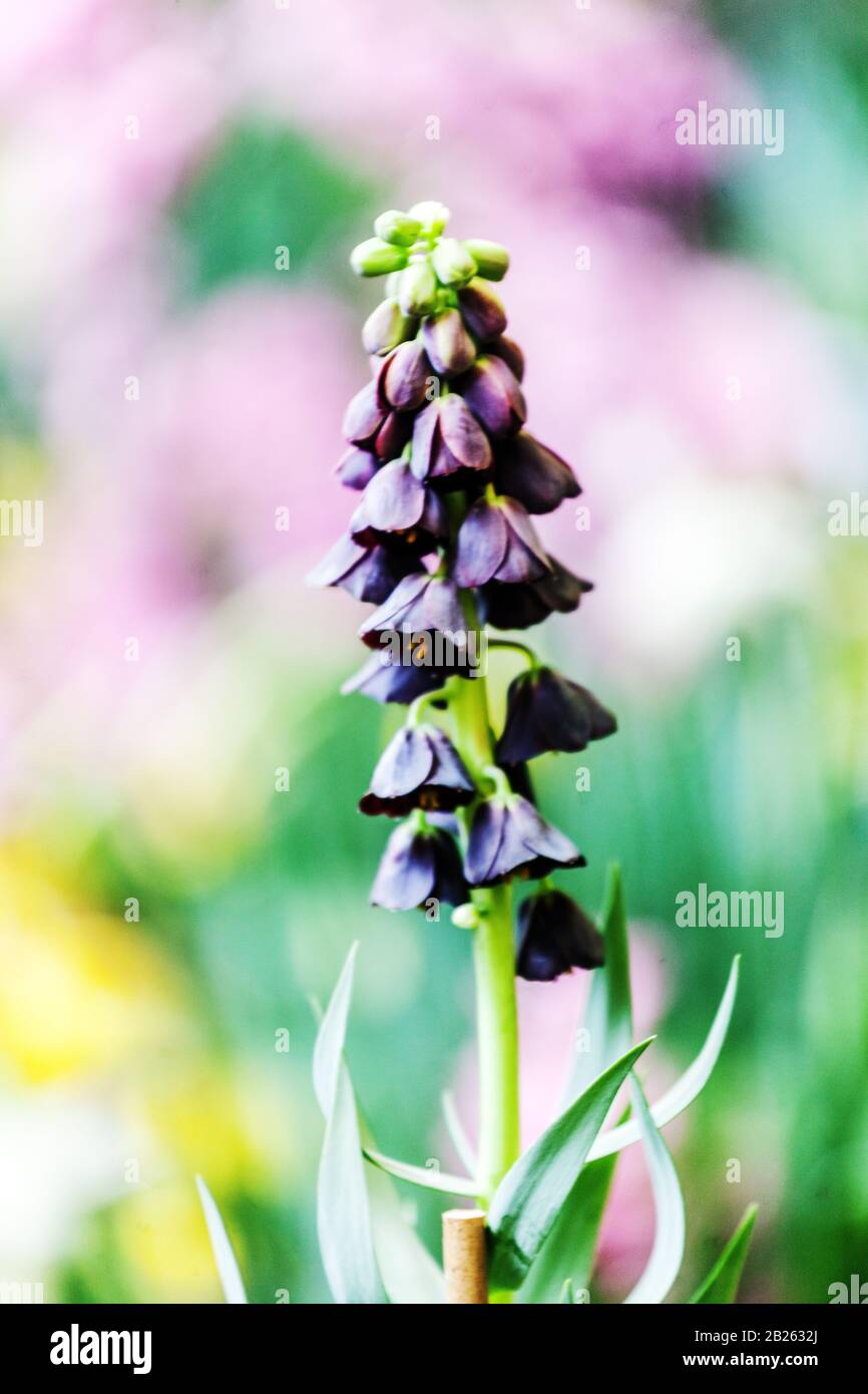 Persian Fritillary Fritillaria persica Spring flower in garden Stock ...