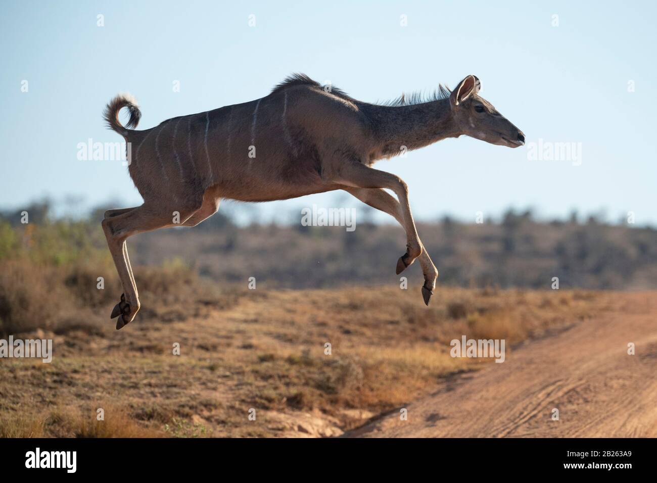 Jumping Kudu