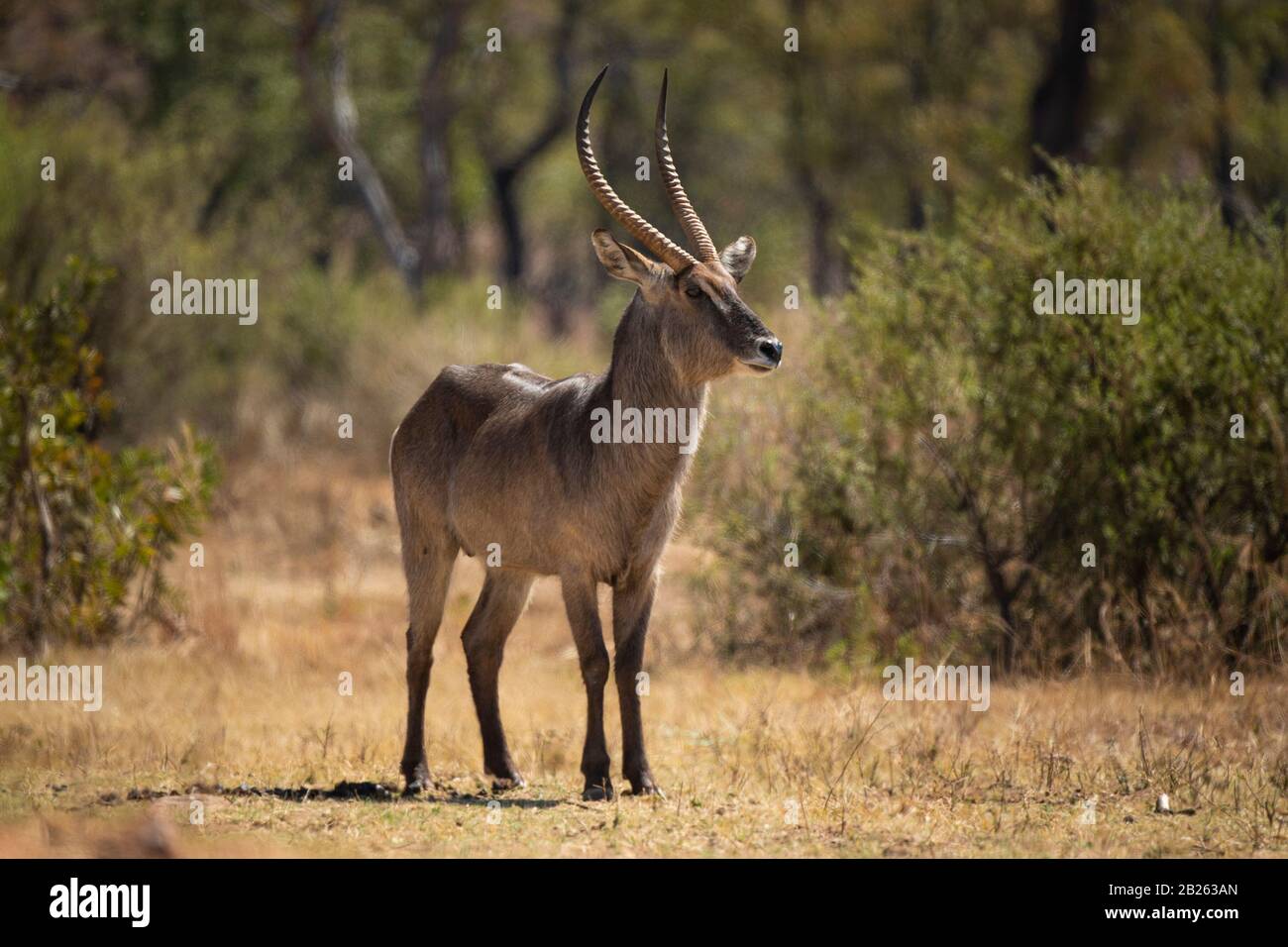Common waterbuck bull, Kobus ellipsiprymnus ellipsiprymnus, Welgevonden ...