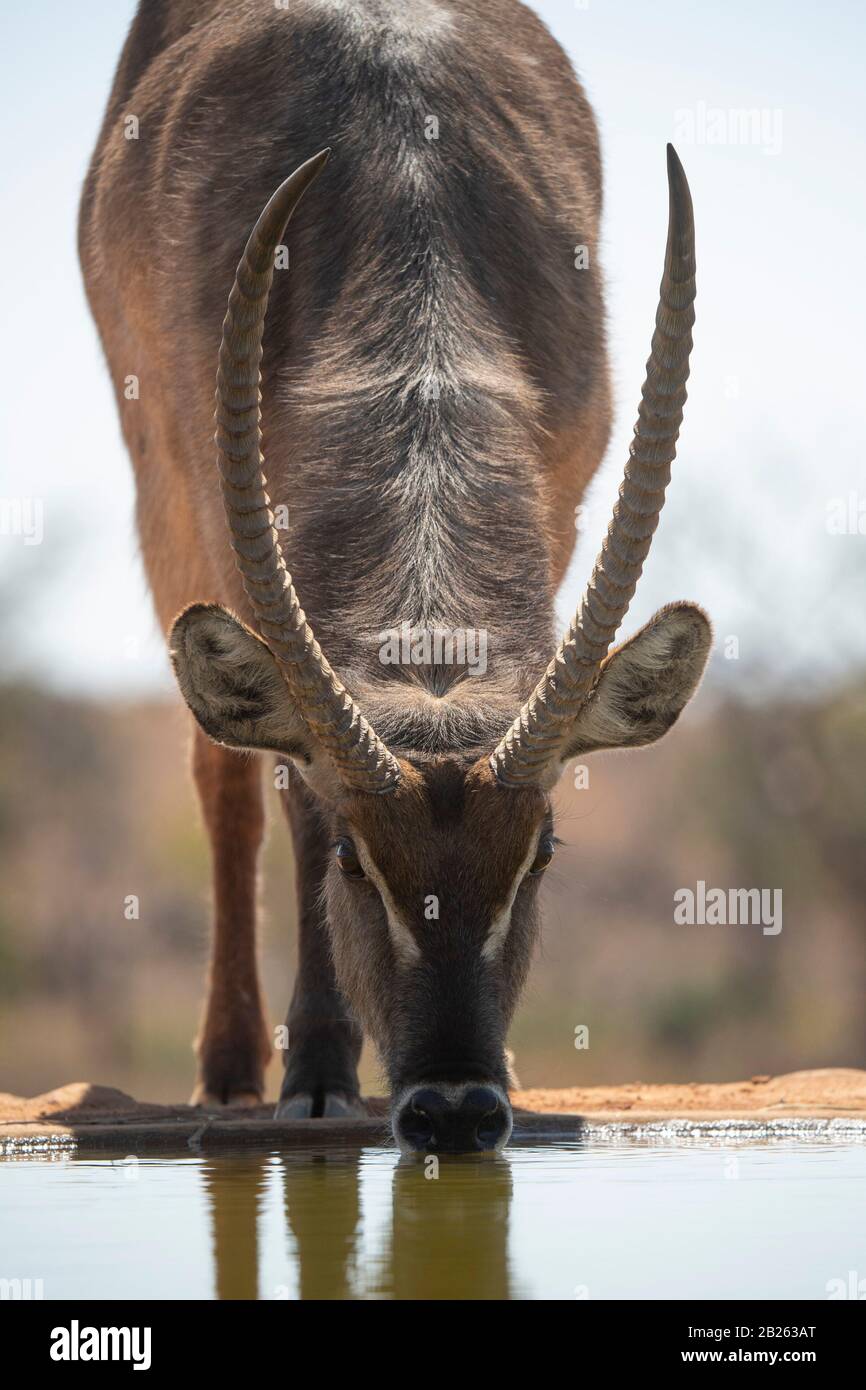 Common waterbuck bull drinking, Kobus ellipsiprymnus ellipsiprymnus ...