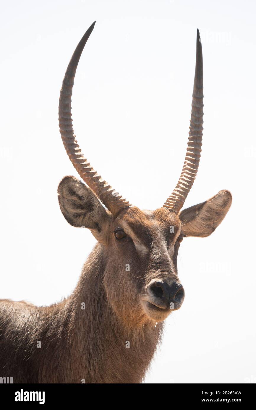 Common waterbuck bull, Kobus ellipsiprymnus ellipsiprymnus, Welgevonden ...