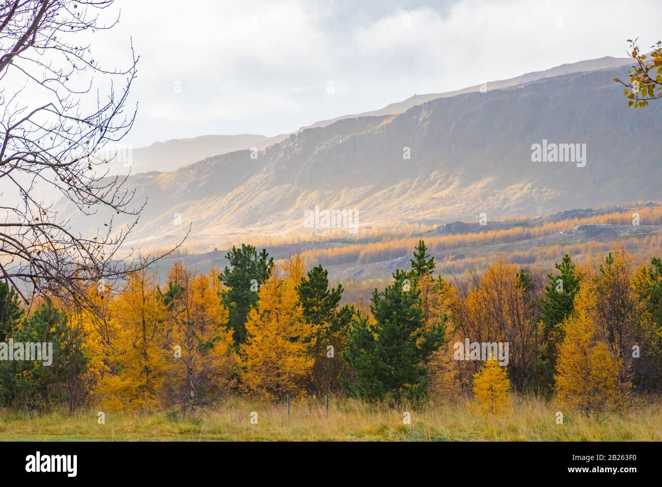 Forrest in northern Iceland trees colored in yellow during autumn Stock ...