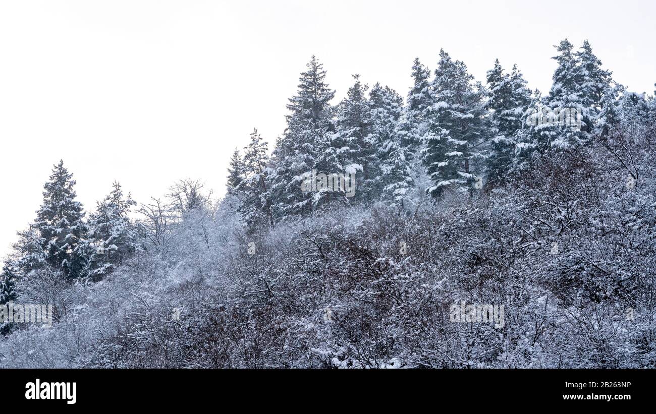 Snow covered pine tree forest in nature, Bakuriani, Georgia Stock Photo ...