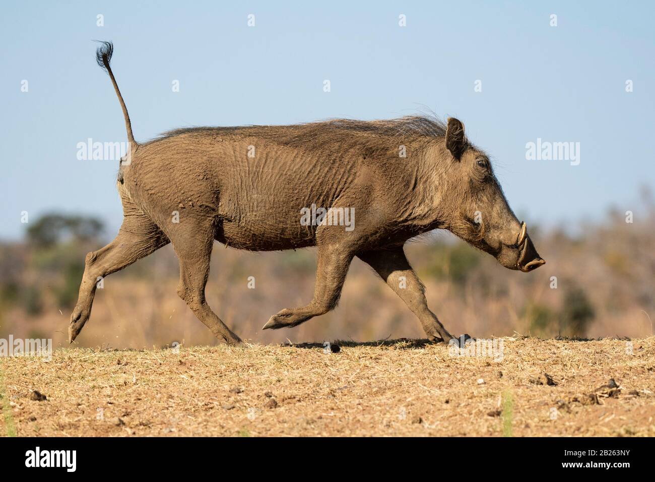 Warthogs Running