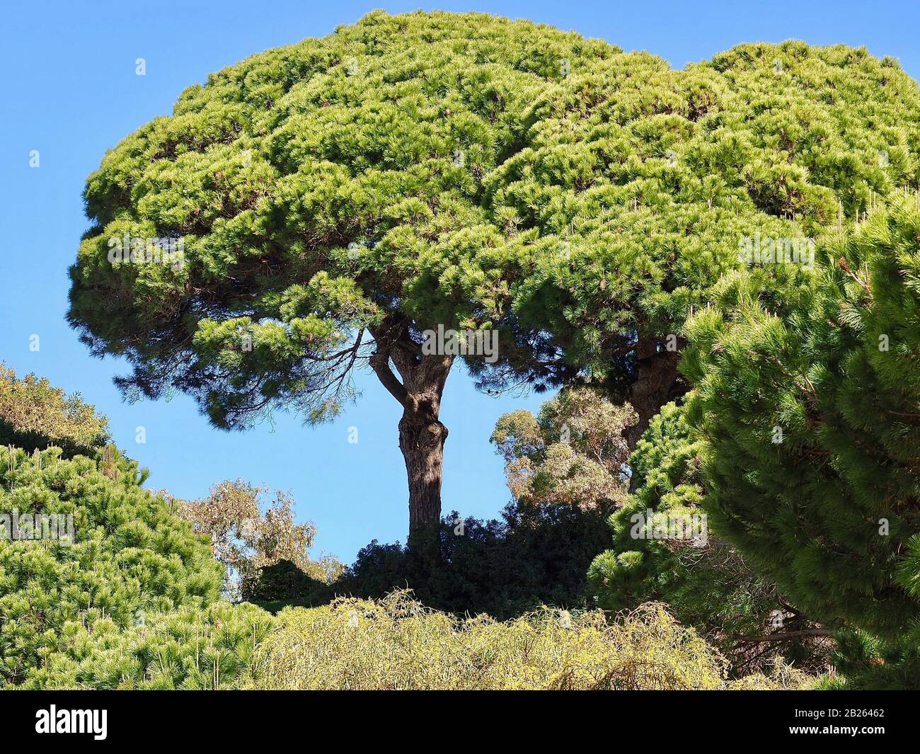 Big Pine trees-typical nature at the Algarve coast of Portugal Stock ...