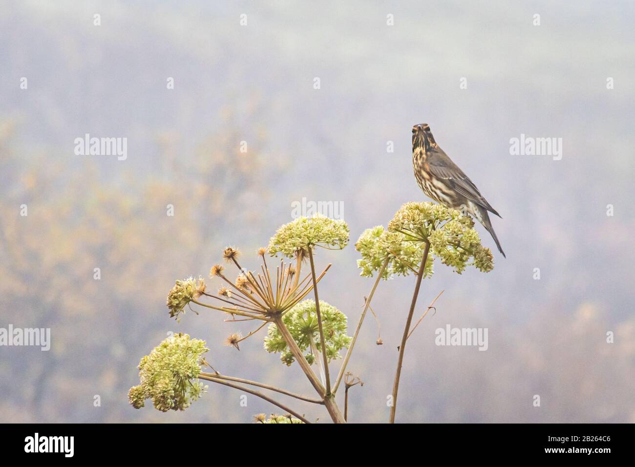 Red wing bird sitting on top of plant in fog during autumn Stock Photo ...