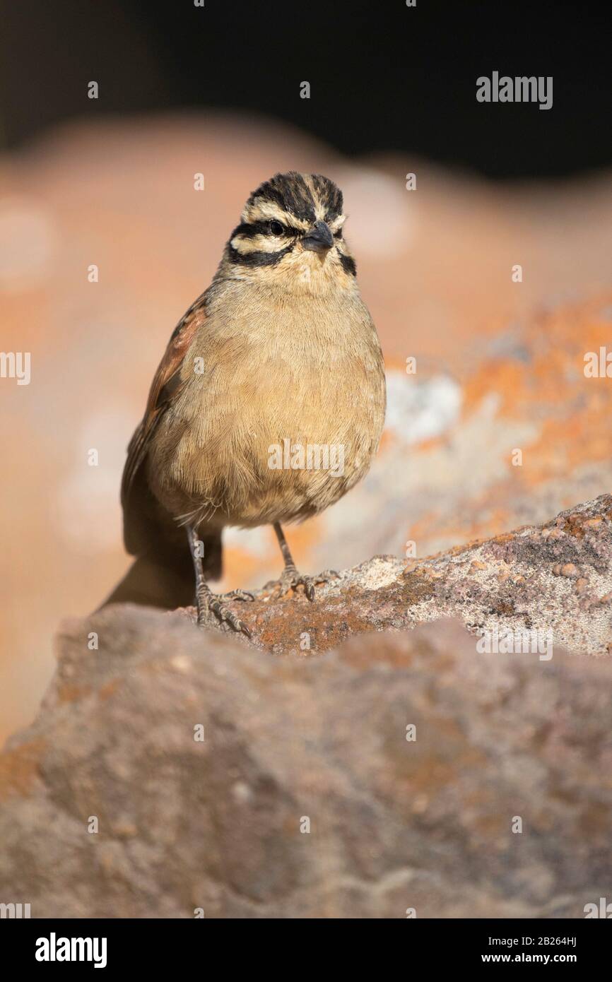 Rock bunting, Emberiza cia, Marakele National Park, Waterberg, South ...