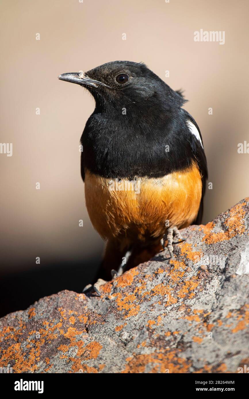 Mocking cliff chat, Thamnolaea cinnamomeiventris, Marakele National ...