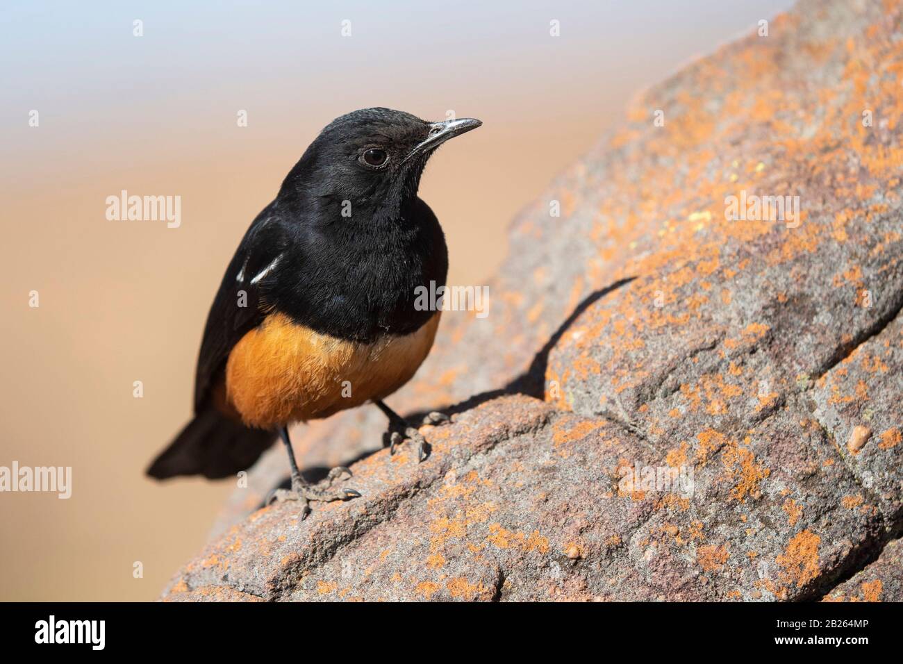 Mocking cliff chat, Thamnolaea cinnamomeiventris, Marakele National ...