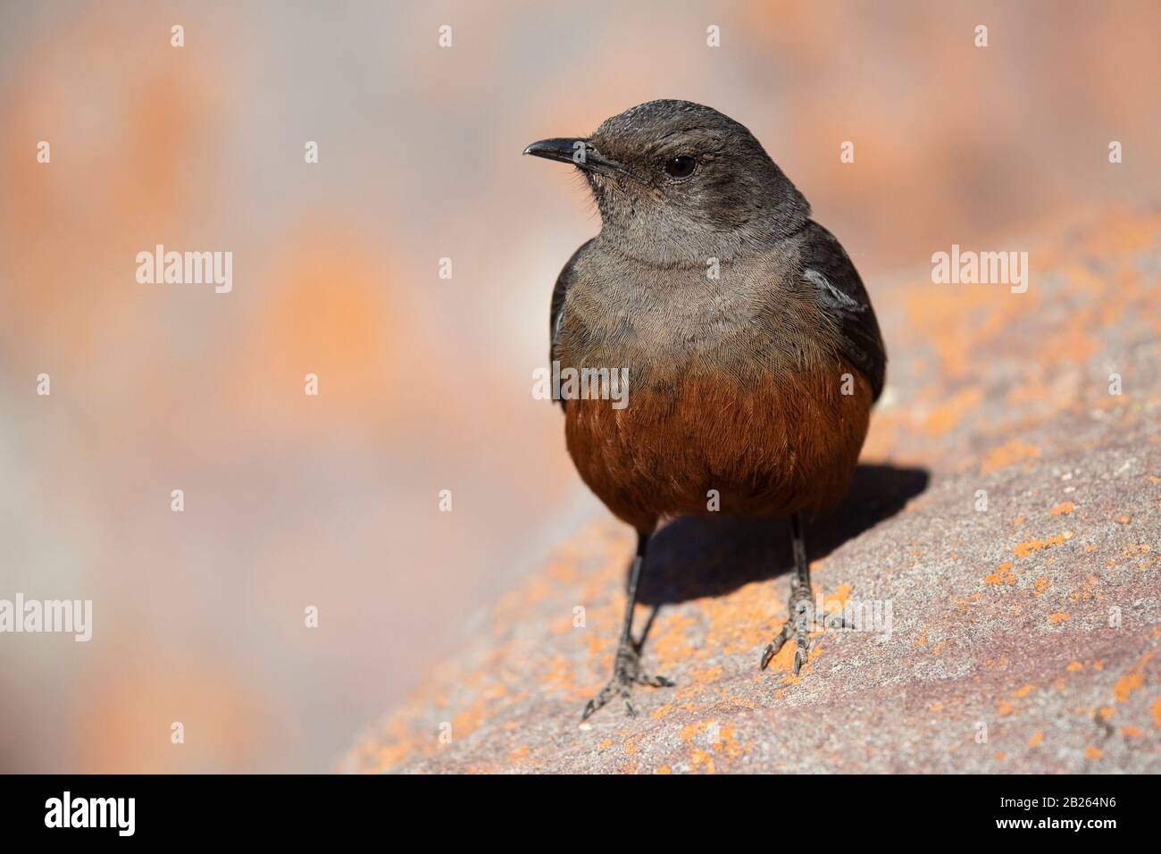 Female mocking cliff chat, Thamnolaea cinnamomeiventris, Marakele ...