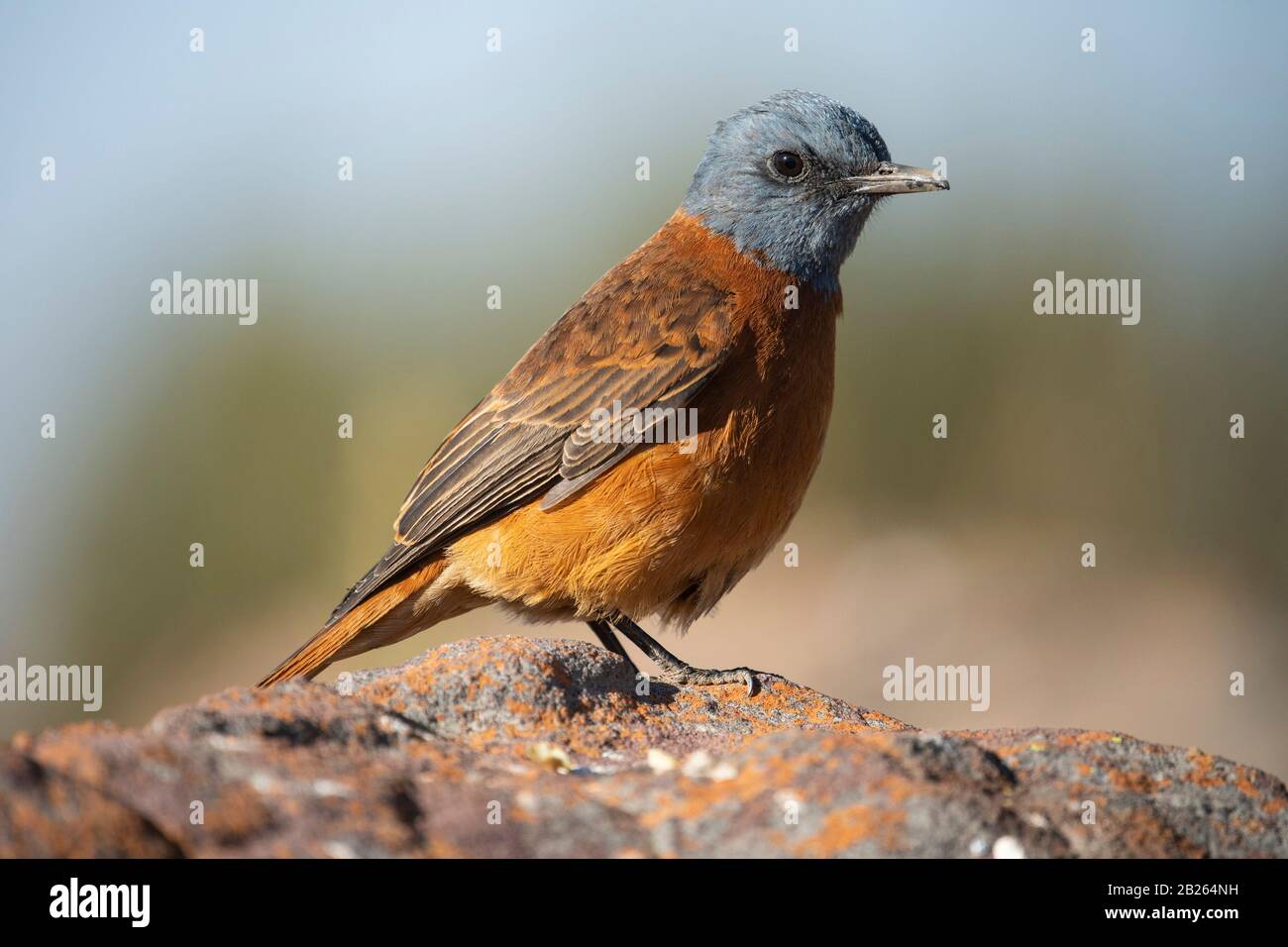 Cape rock thrush, Monticola rupestris, Marakele National Park, Waterberg, South Africa Stock ...