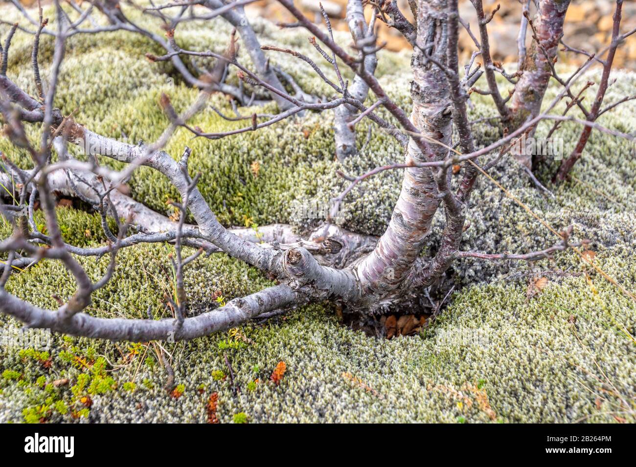 Growing under tree hi-res stock photography and images - Alamy