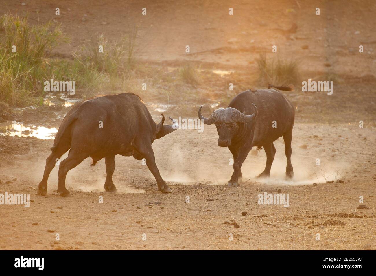 African buffalo fighting hi-res stock photography and images - Alamy