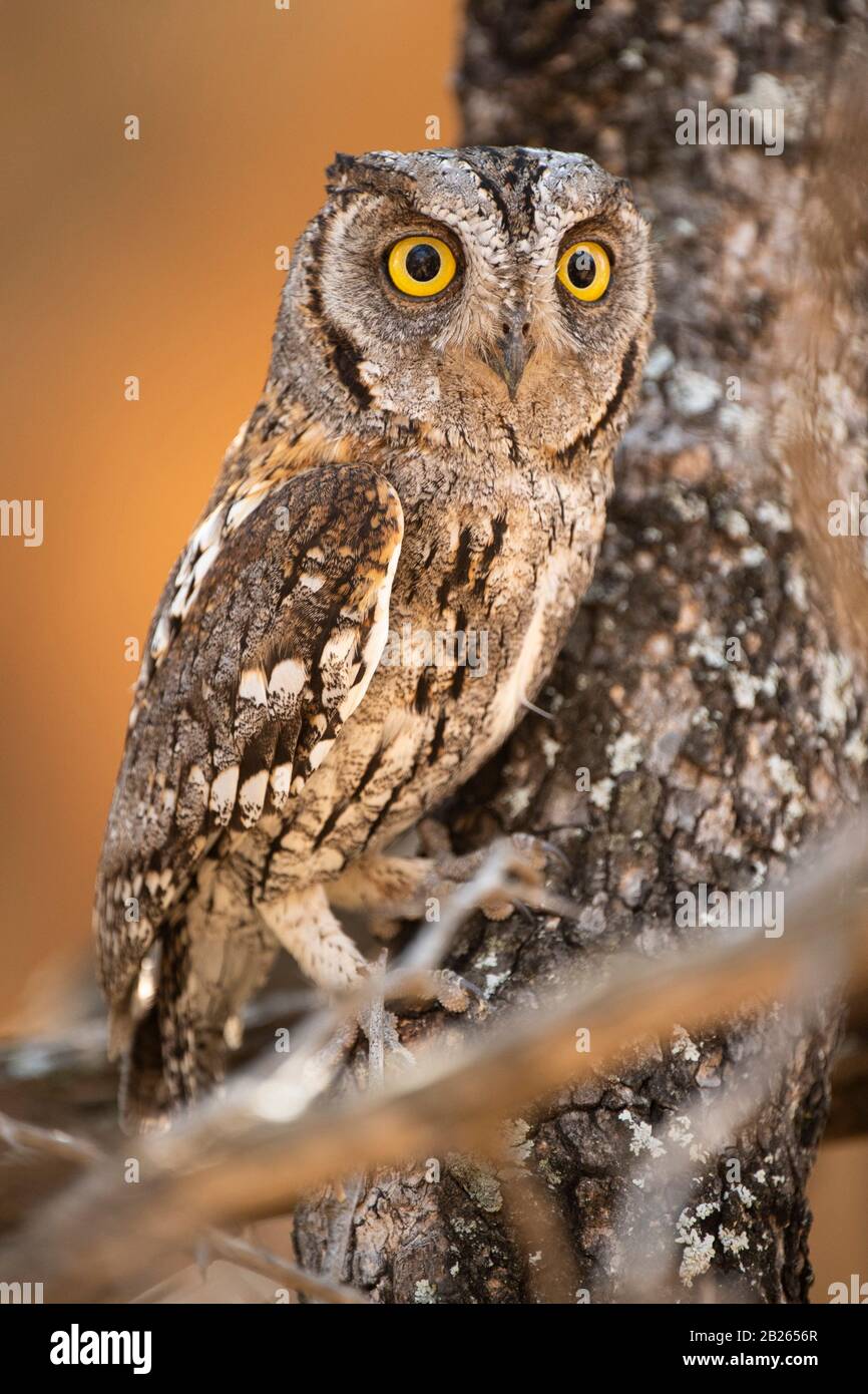 African scops owl, Otus senegalensis, Balule Game Reserve, South Africa ...