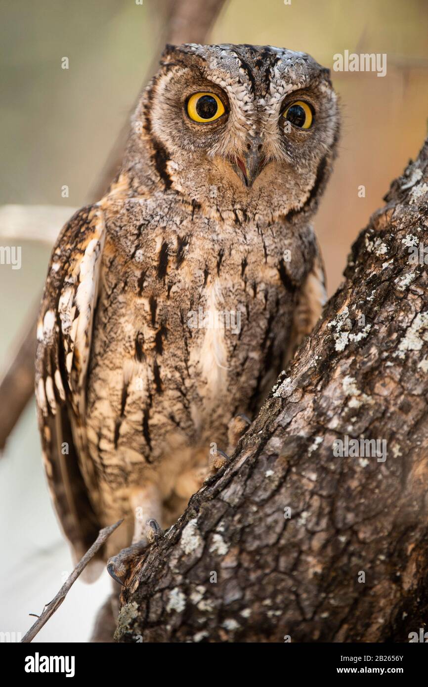 South african owl hi-res stock photography and images - Alamy