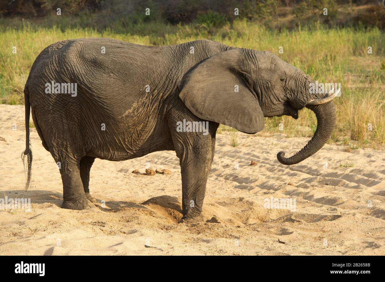 Mala mala game reserve elephant hi-res stock photography and images - Alamy