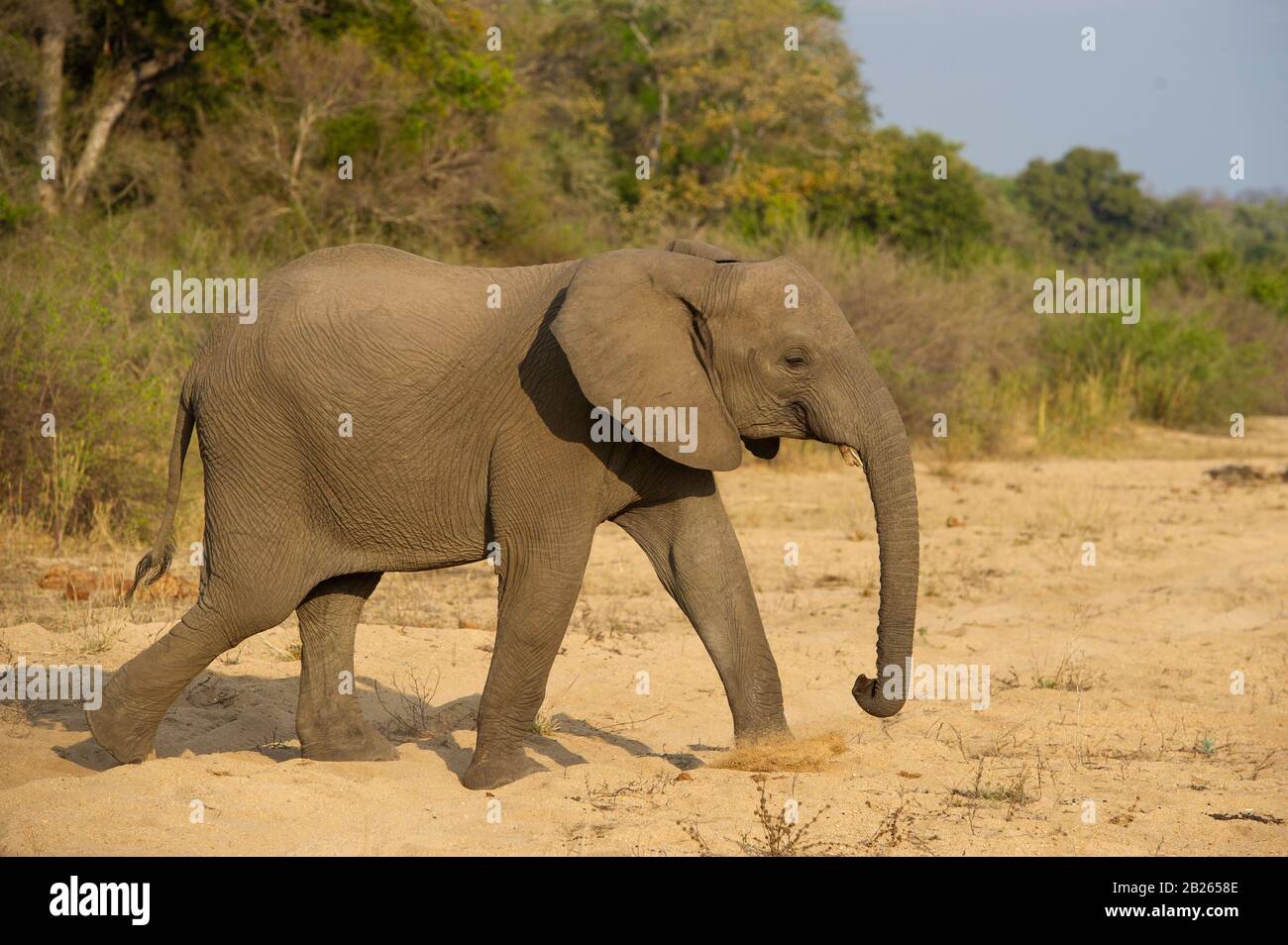 Mala mala game reserve elephant hi-res stock photography and images - Alamy