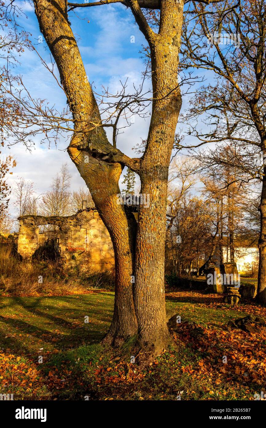V shaped tree trunk hi-res stock photography and images - Alamy