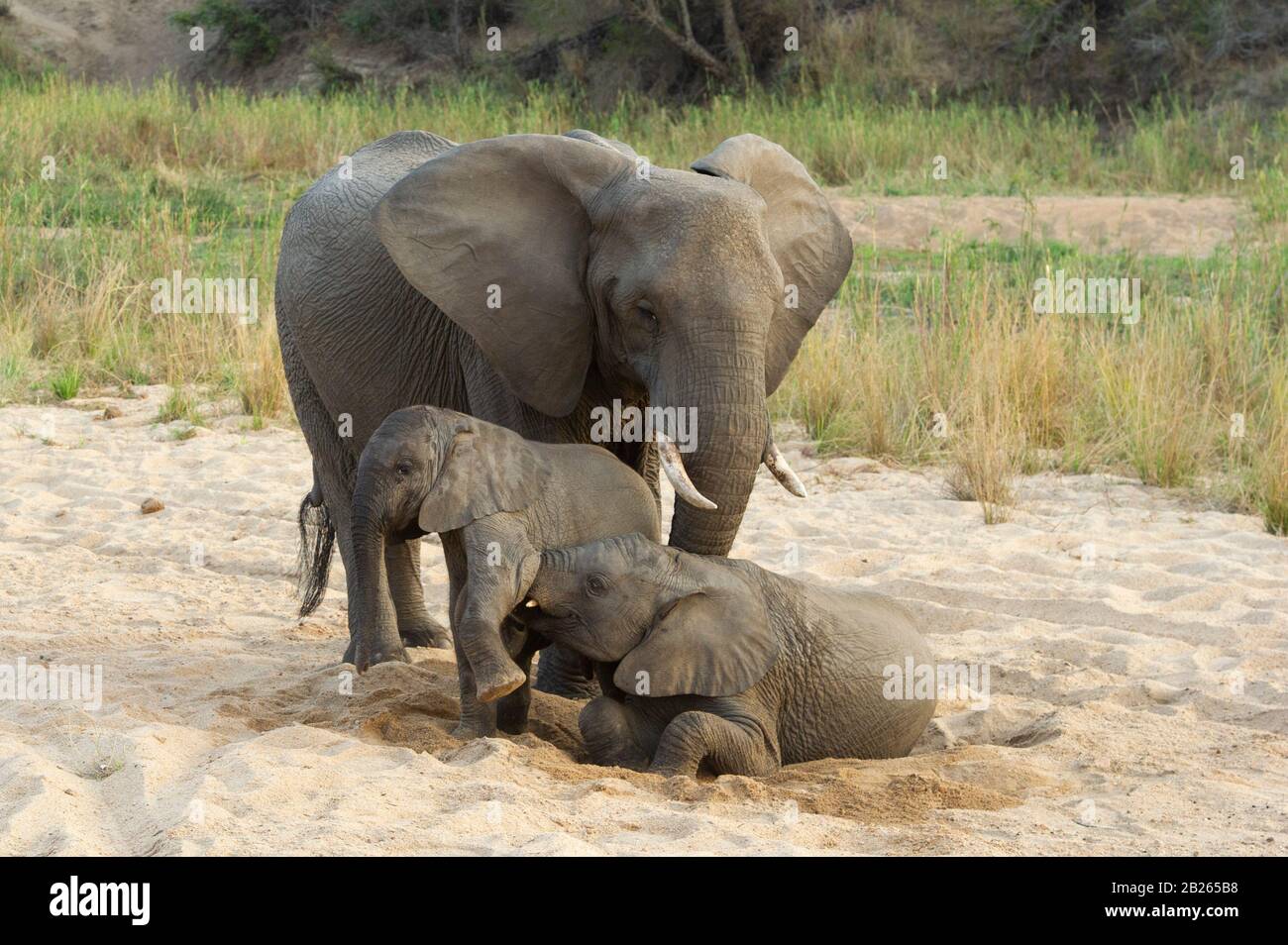 African elephant calves playing,, Loxodonta africana africana, MalaMala ...