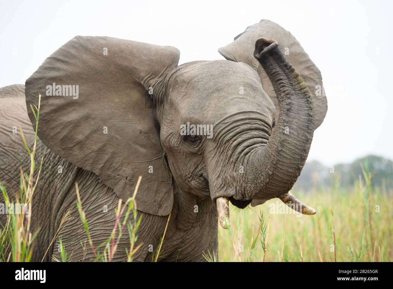 Mala mala game reserve elephant hi-res stock photography and images - Alamy